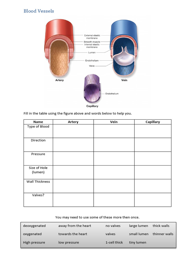 Blood Vessel Types and Characteristics | PDF