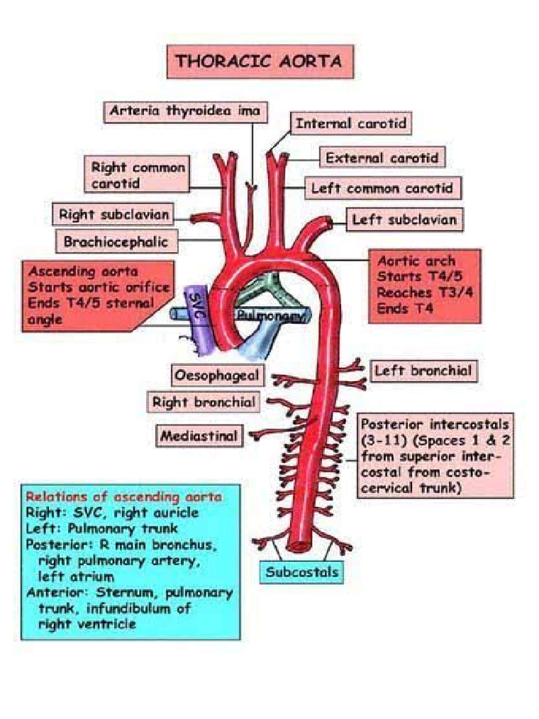 PDF Gallery - Thoracic Aorta | PDF