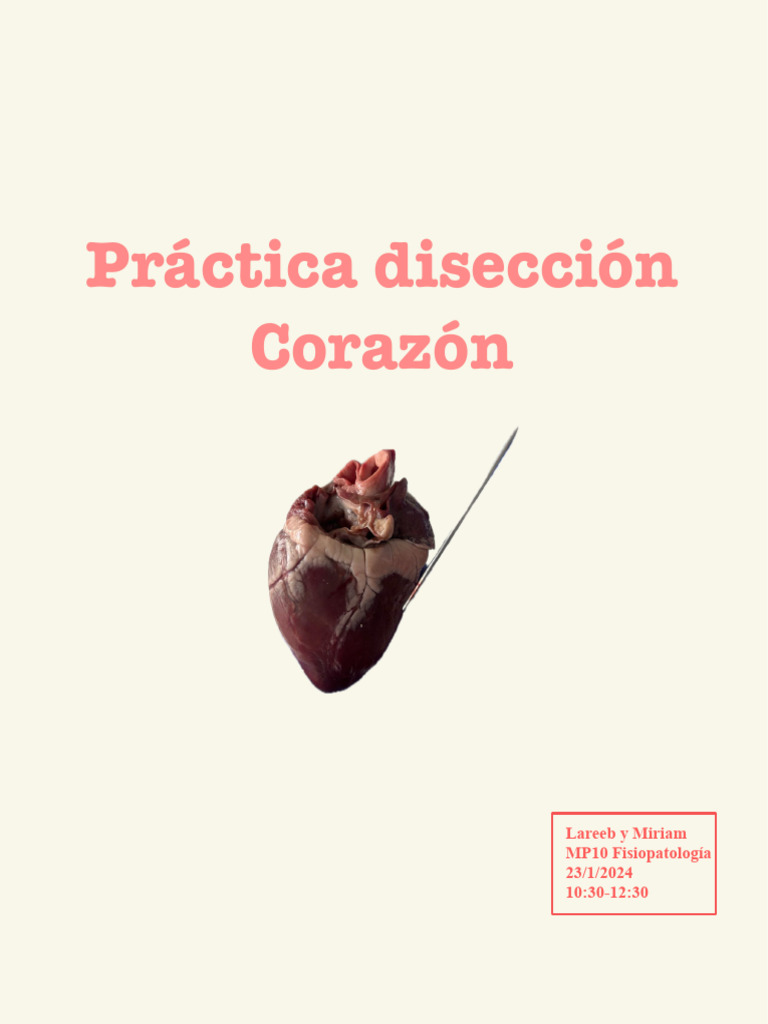 Disección del Corazón: Anatomía y Funciones | PDF | Corazón ...