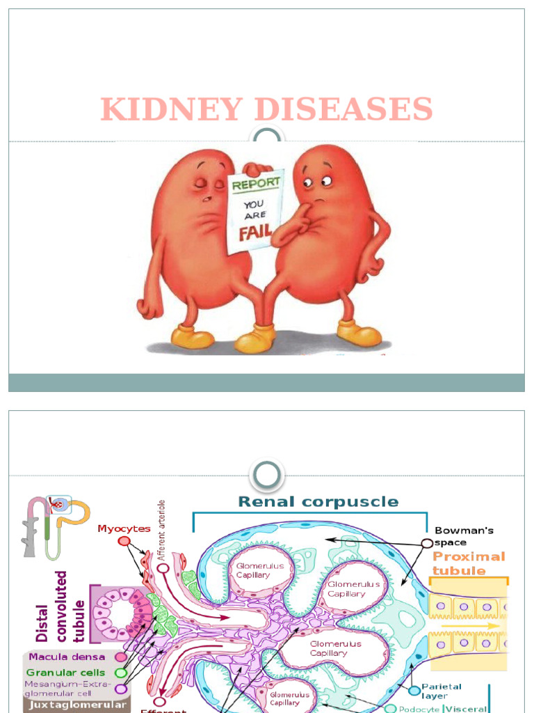 Understanding Acute Kidney Injury | PDF | Kidney | Chronic Kidney Disease