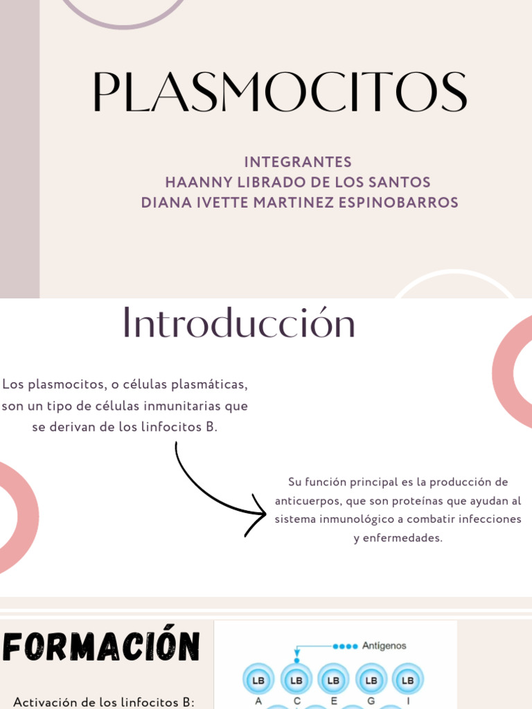 Plasmocito | PDF | Linfocitos | Célula B