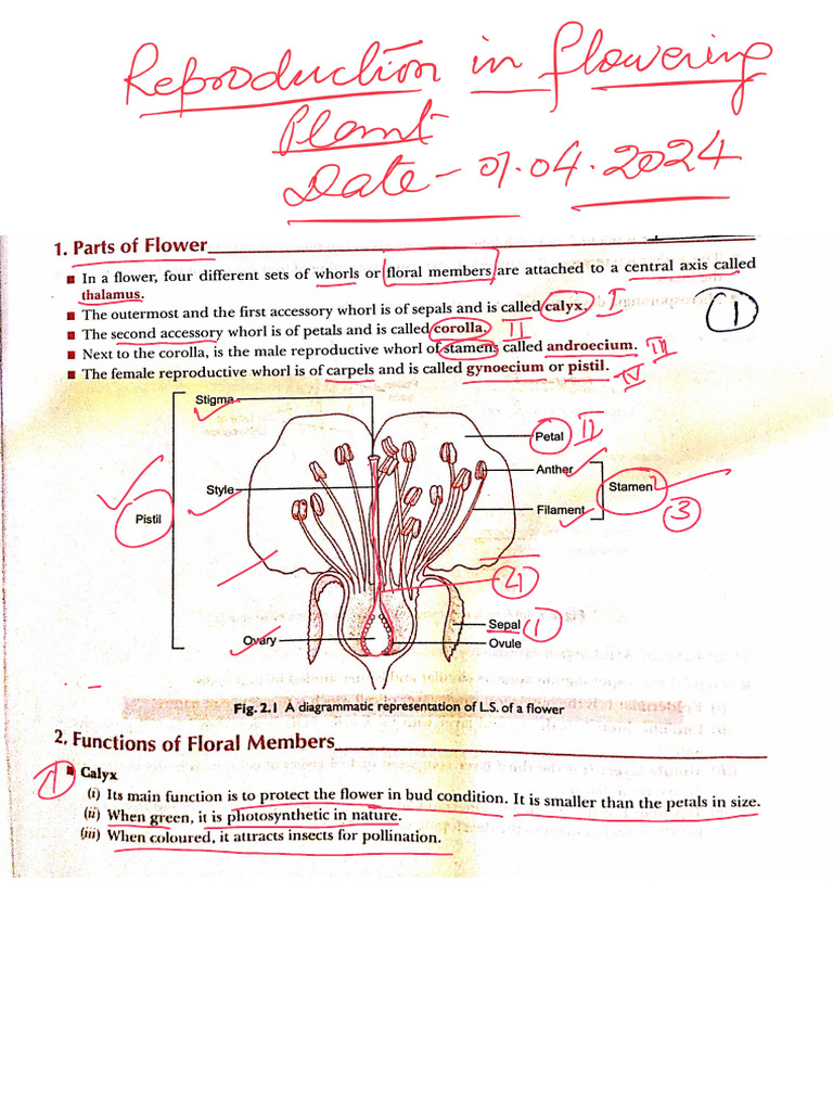 CH 2 Sexual Reproduction in Flowering Plants (Imp - Concept) | PDF