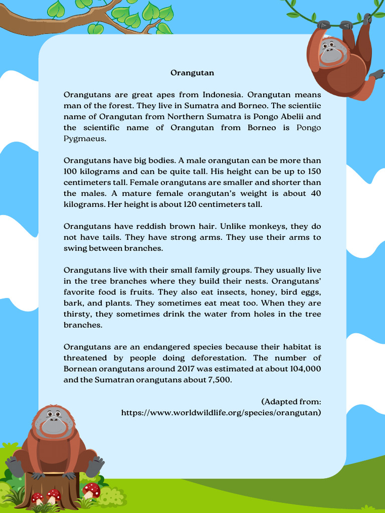 Orangutan and Gorilla | PDF | Orangutan | Gorilla