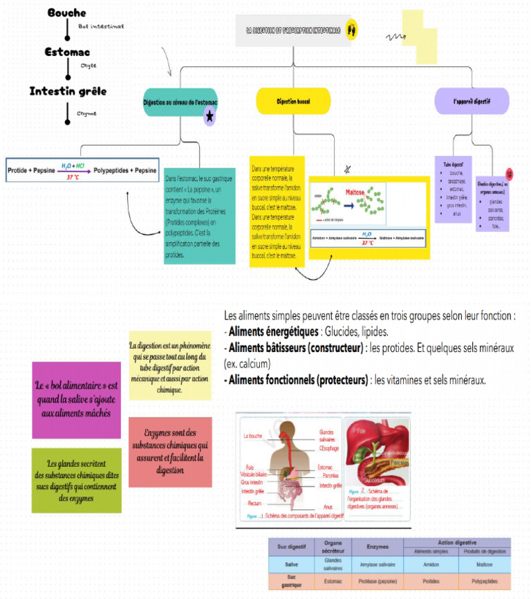 Révision de SVT Carte Mental | PDF