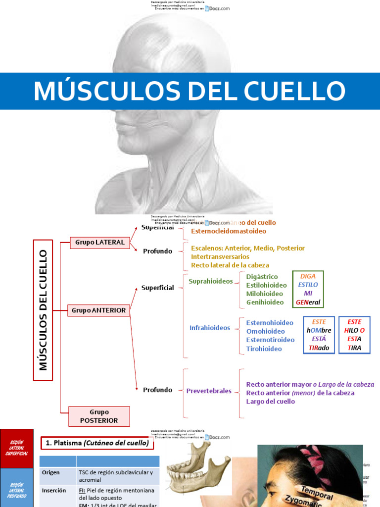 Anatomía de Músculos del Cuello | PDF | Anatomía humana | Cabeza y ...