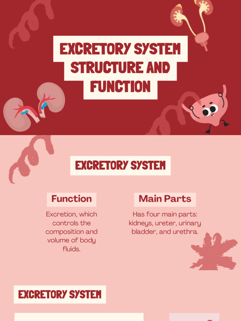 Excretory System | PDF | Kidney | Urinary System