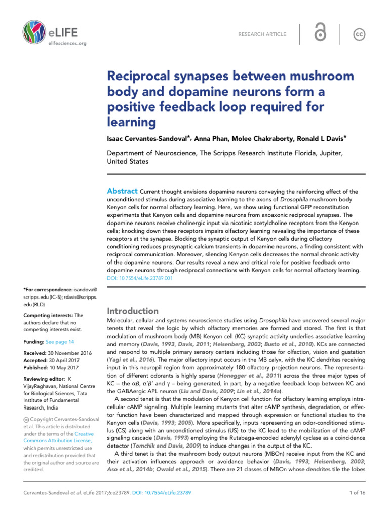 Reciprocal Positive Feedback Loop | PDF | Synapse | Chemical Synapse