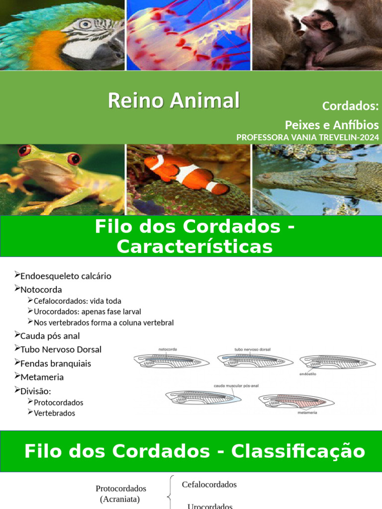 Características e Classificação dos Cordados | PDF | Sapo | Anfíbio