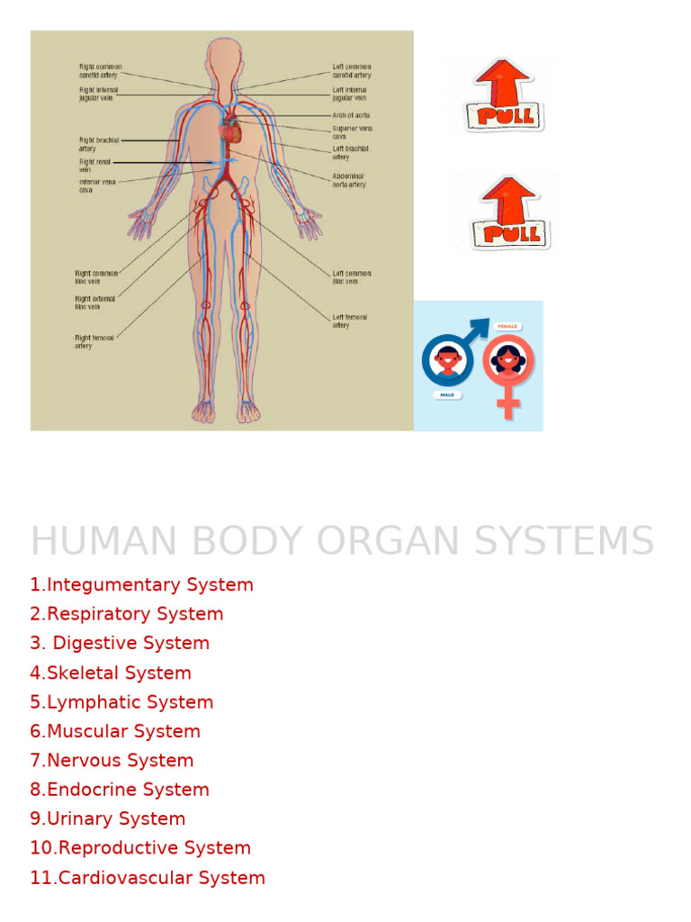 HUMAN BODY ORGAN SYSTEMS Additional - Sean Project | PDF