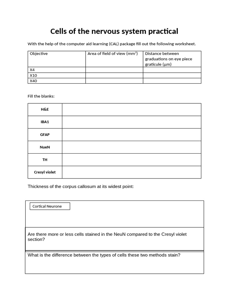 Neuroscience Lab Worksheet | PDF