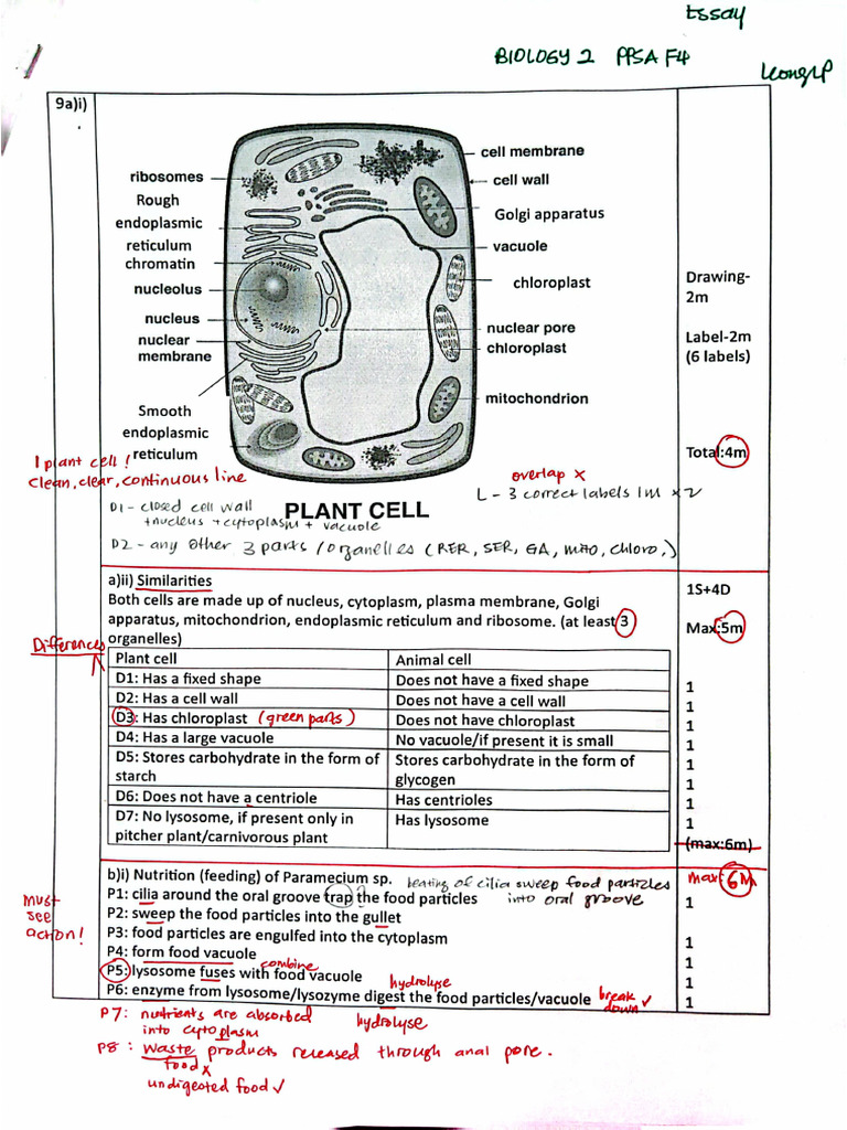 F4 Ppsa Essay Marking Scheme 2024 | PDF