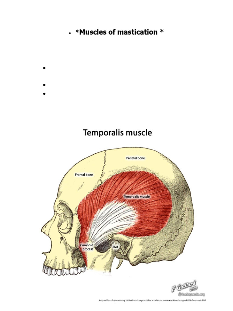 Temporalis:: Muscles of Mastication | PDF