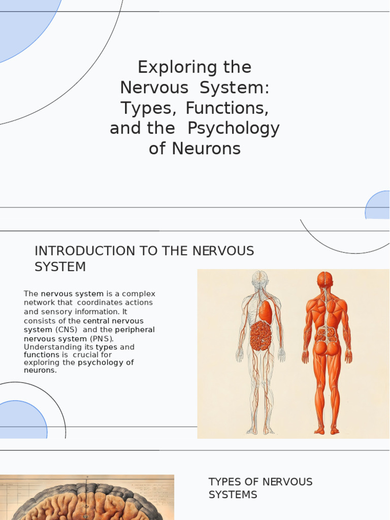 Neuron | PDF