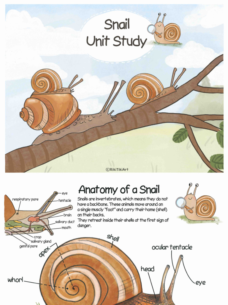 8.5x11 Snail Unit Study | PDF