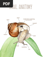 Anatomy of Snails | PDF | Mollusca | Molluscs