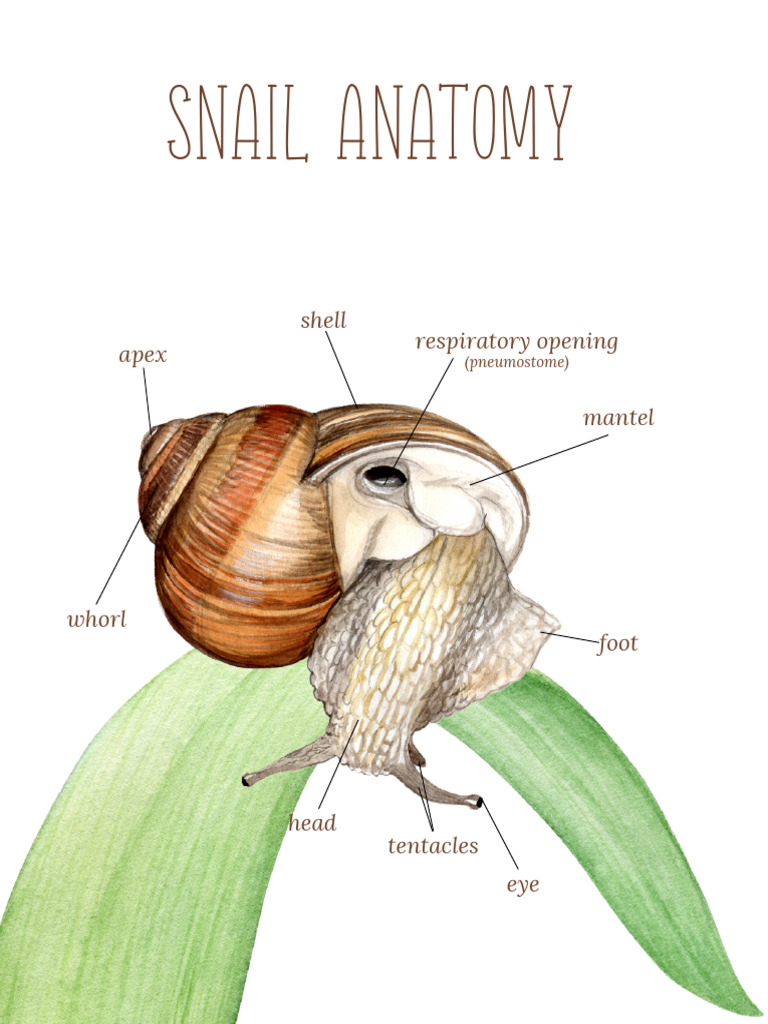 Snails Anatomy USLetter | PDF | Mollusca | Tentacle