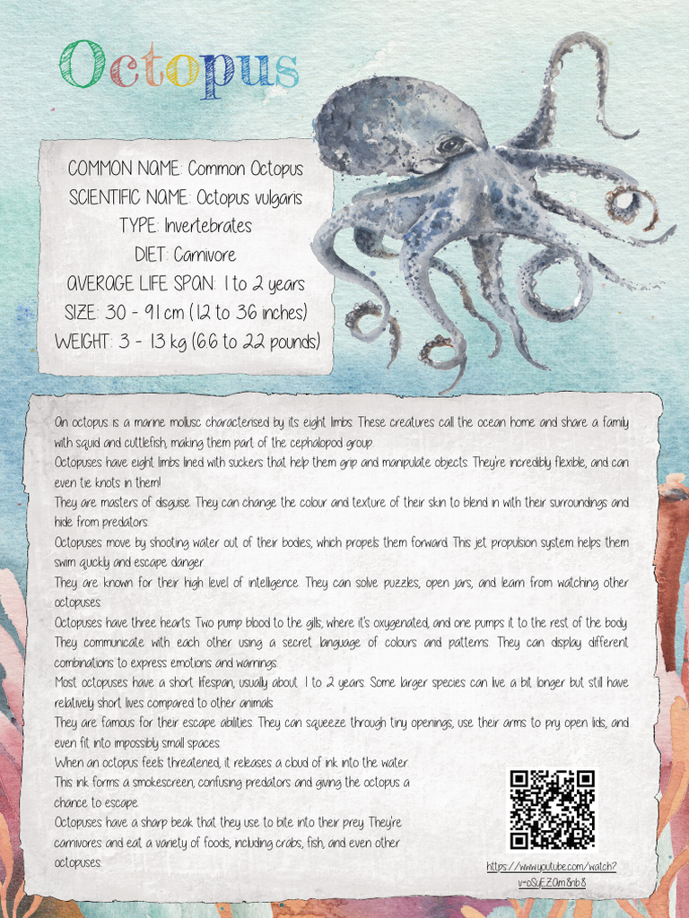 Octopus Freebie | PDF | Octopus | Zoology