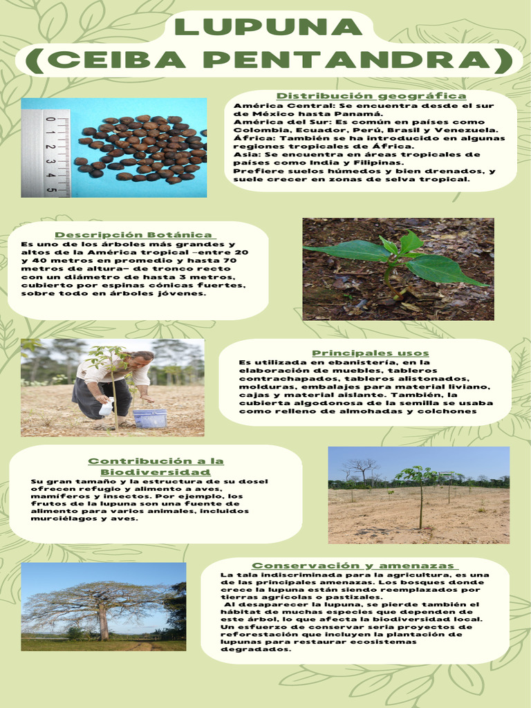 Lupuna (Ceiba Pentandra) | PDF | Arboles