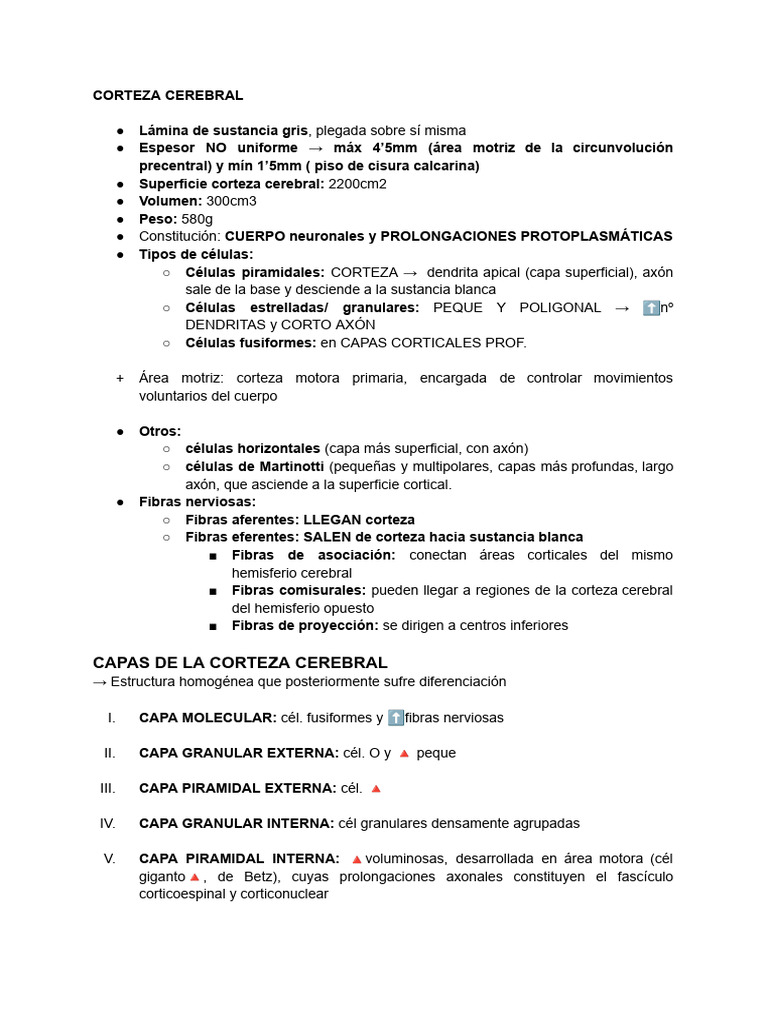Estructura y Función de la Corteza Cerebral | PDF | Cerebro | Corteza ...