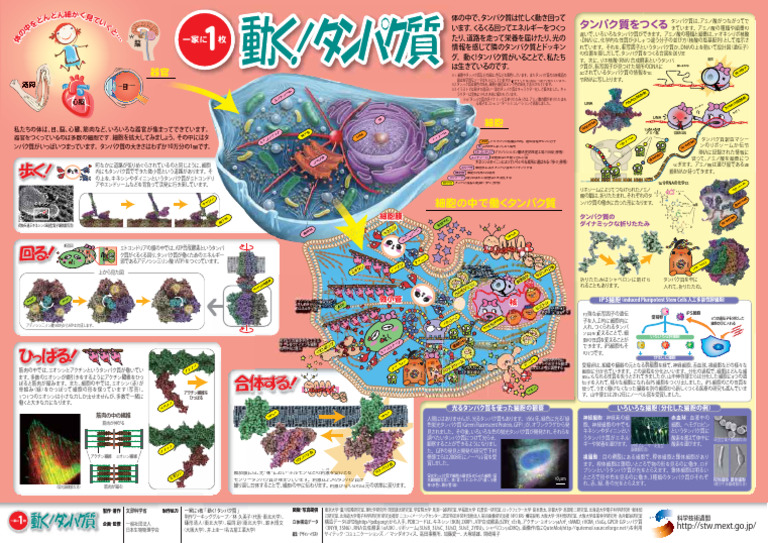 Protein JP MEXT Japan | PDF | Organic Acids