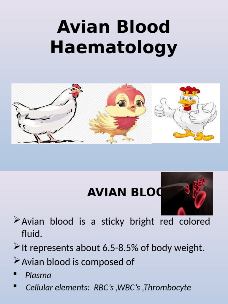 Avian Blood Haematology Overview | PDF | White Blood Cell | Granulocyte