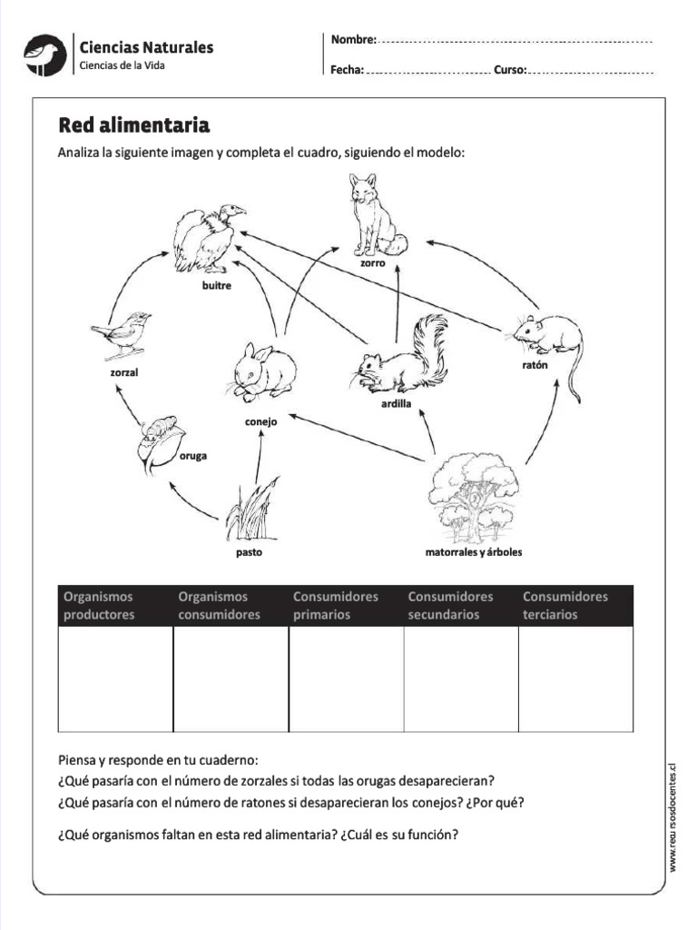 Red Alimentaria Cs. Naturales 6°básico | PDF | Entorno natural ...