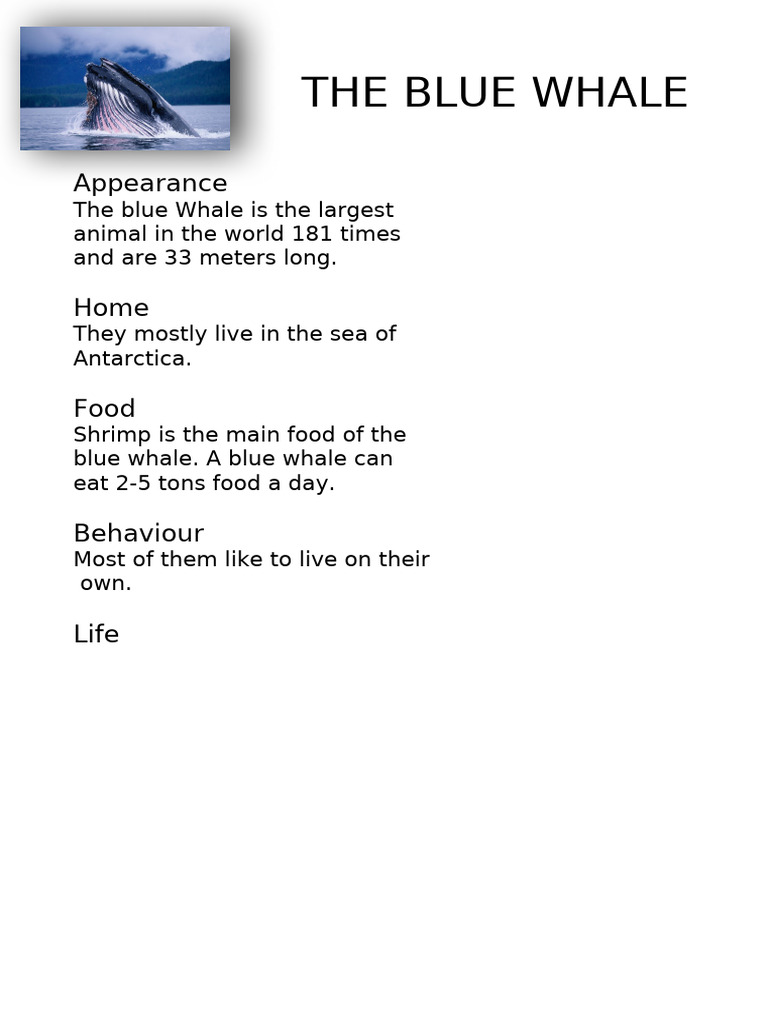 Blue Whale Facts: Size, Habitat, Diet | PDF