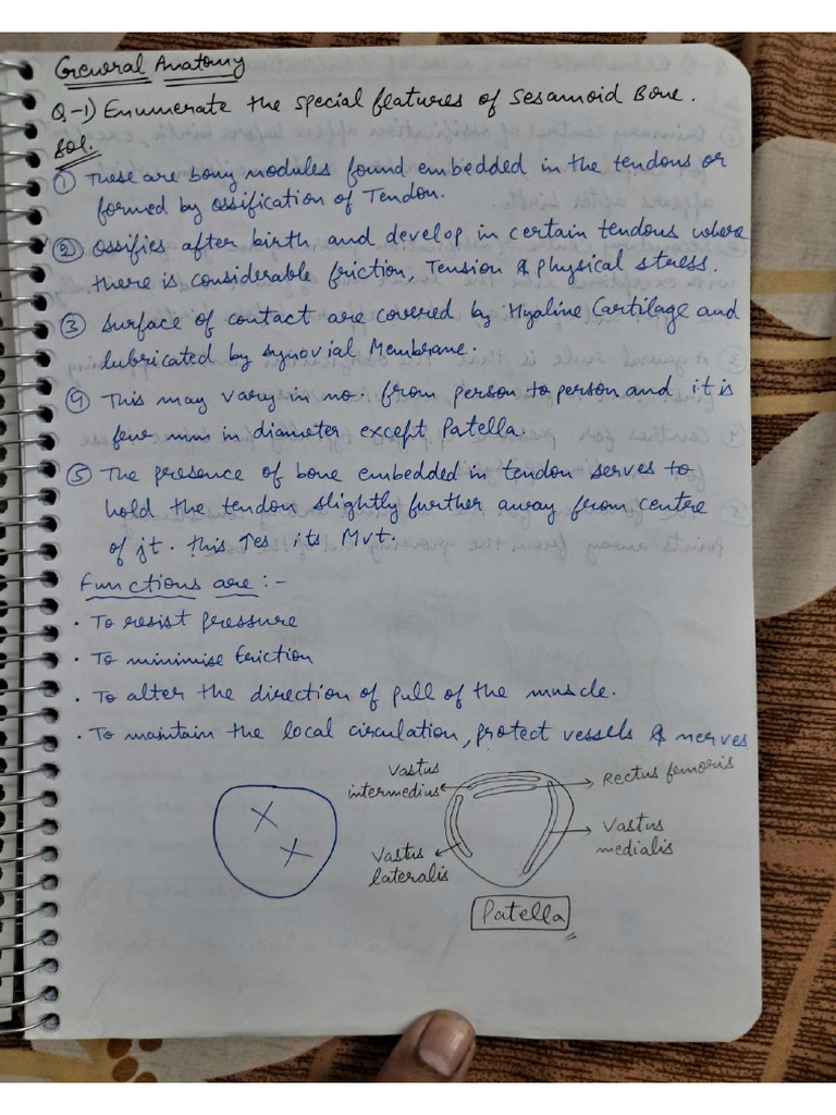 Gen Anatomy Ques Imp | PDF