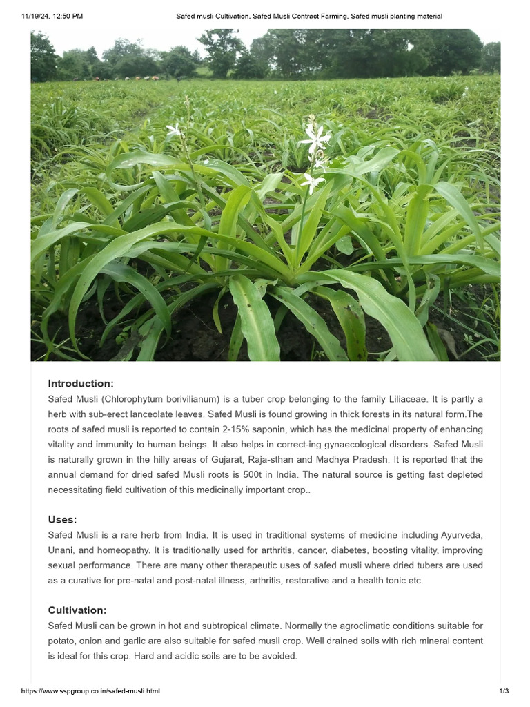 Safed Musli Cultivation, Safed Musli Contract Farming, Safed Musli ...