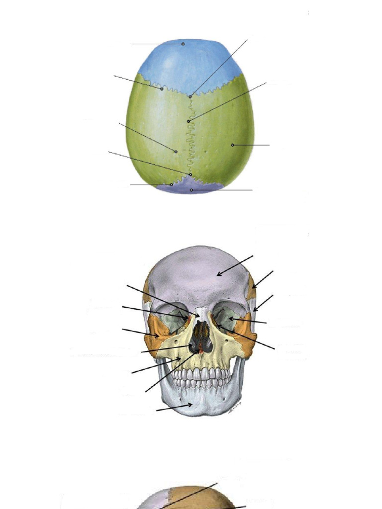 Exercicio de Anatomia Cranio | PDF