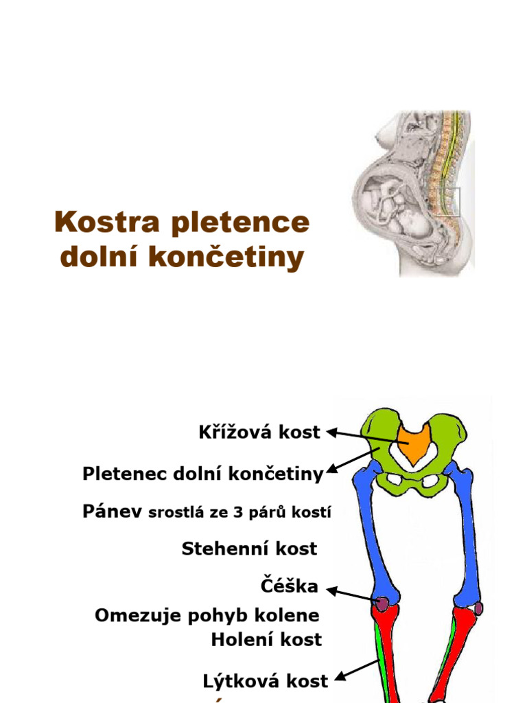 Panev - PA - Kosti A Svaly - 053552 | PDF