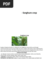 What Is Ratooning | PDF | Agriculture | Horticulture