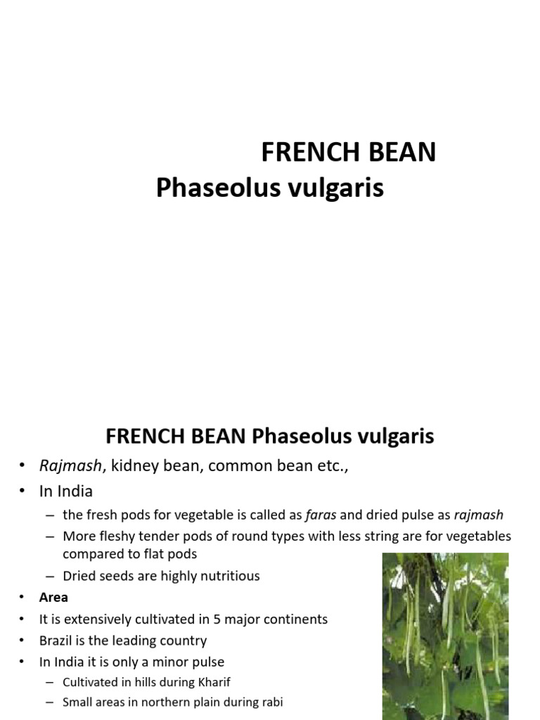 Lecture 01 To 03 French Bean | PDF | Legume | Phaseolus Vulgaris