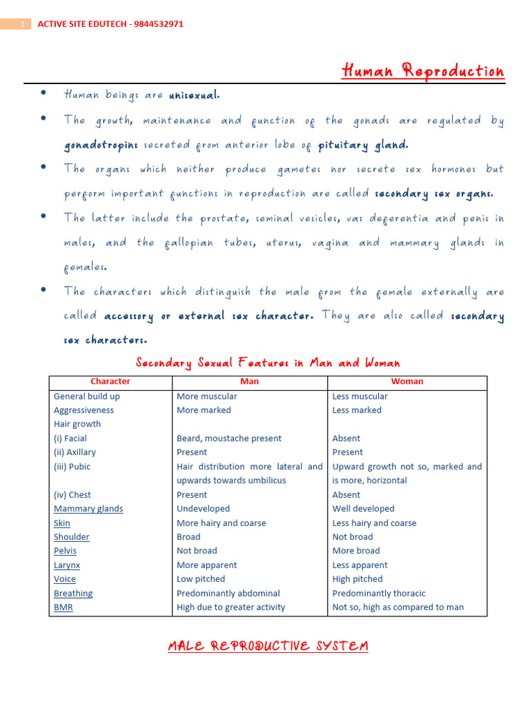 Human Reproduction 1 Pdf Menstrual Cycle Testicle