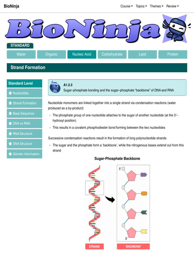 Strand Formation | PDF