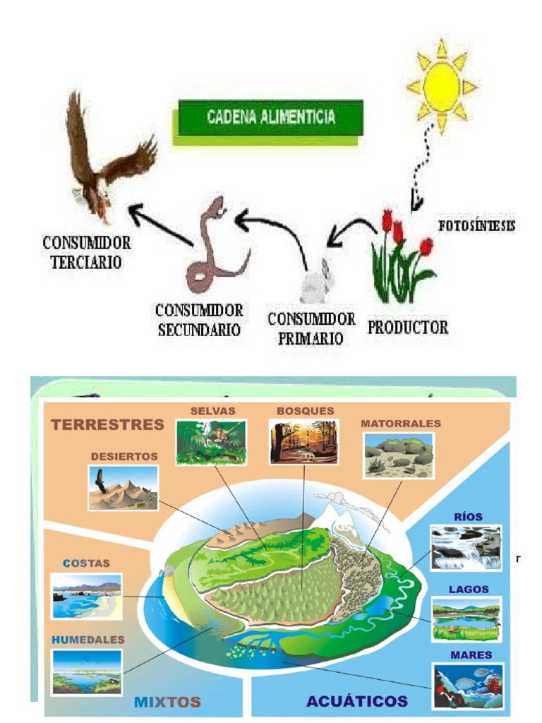 DOC-20241128-WA0010.cadena Alimenticia | PDF
