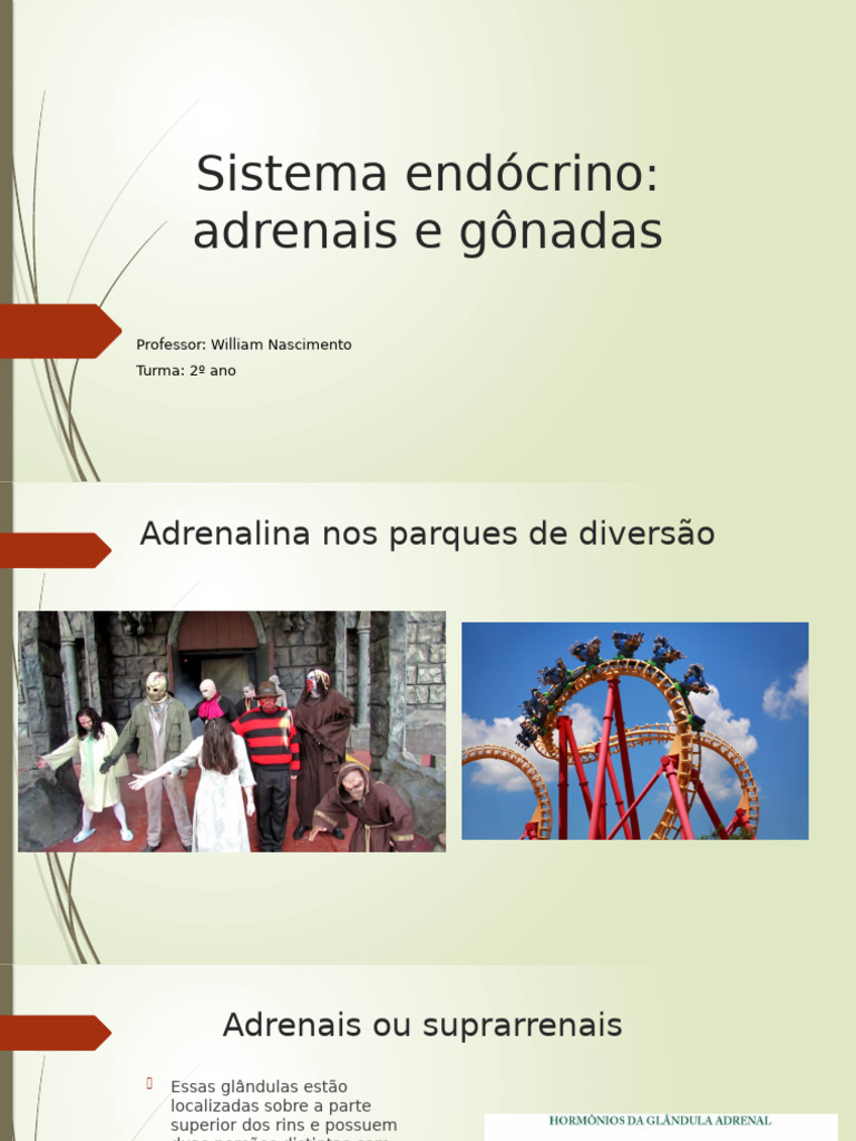 Sistema Endócrino, Adrenais e Gônadas | PDF | Glândula suprarrenal ...