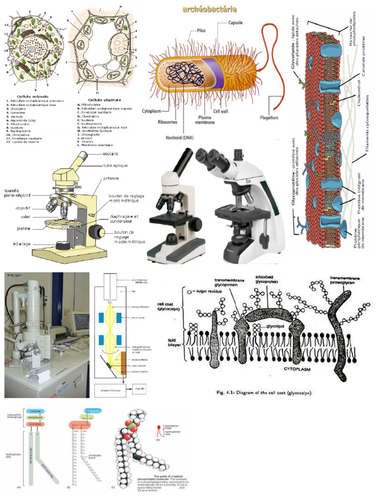 Biologie 1 | PDF