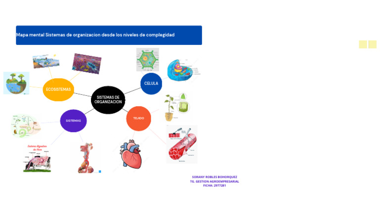 Mapa Mental Sistemas de Organización Desde Los Niveles de Complejidad ...