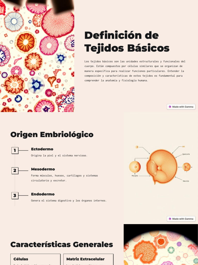 Definicion de Tejidos Basicos | PDF | Tejido (biología) | La matriz extracelular