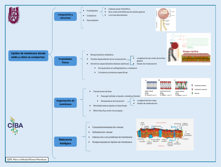 Biocel Cuadro 2.0 | PDF | Membrana biológica | Lípido