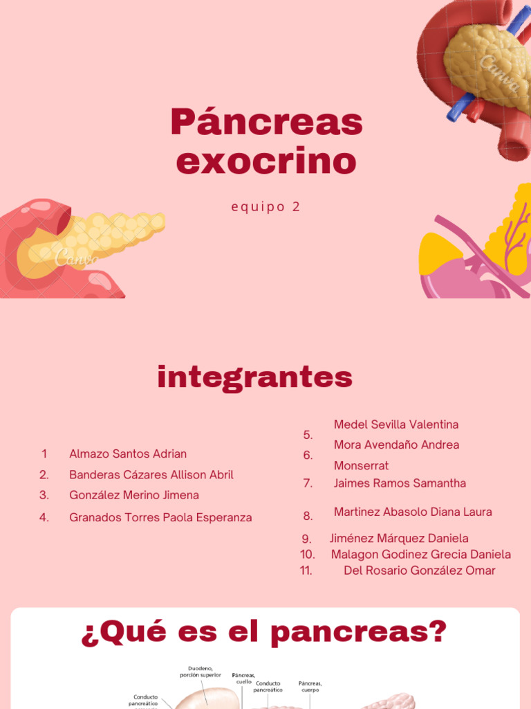 Páncreas Exócrino PDF | PDF | Páncreas | Sistema digestivo
