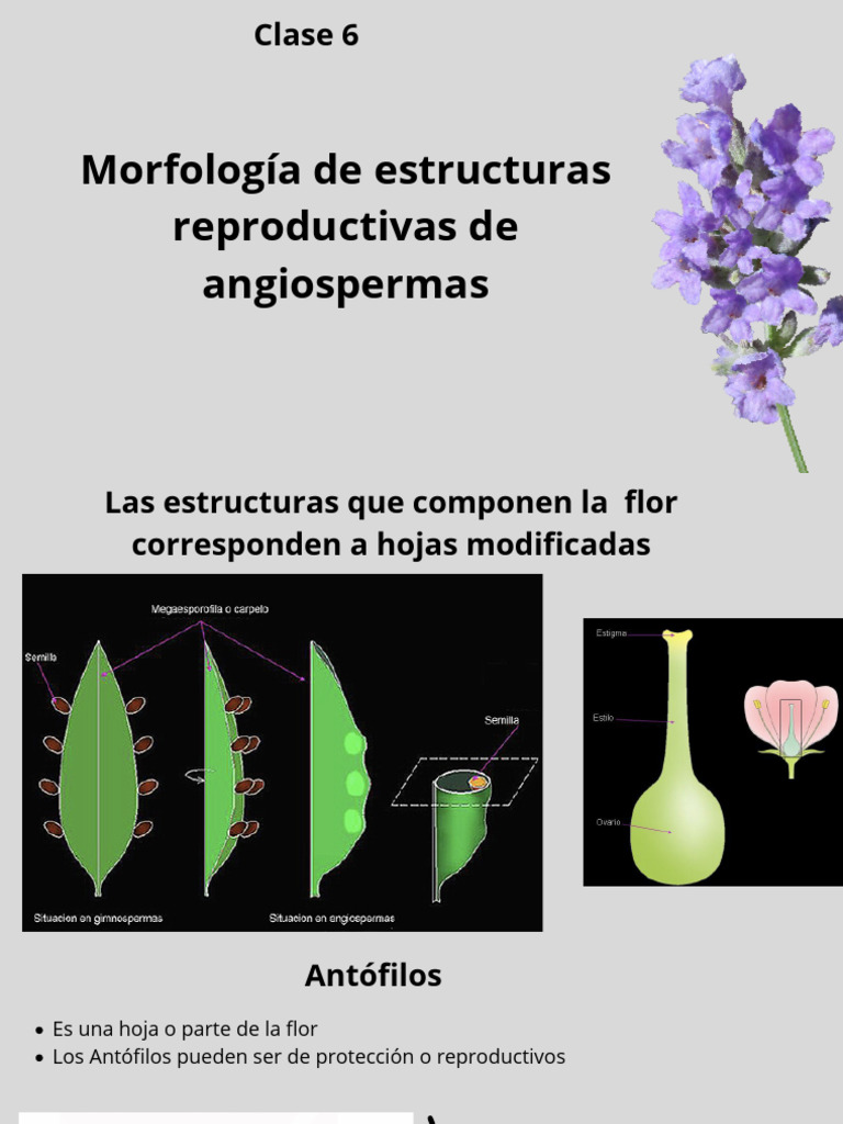 Estructura y función del receptáculo floral | PDF | Flores ...