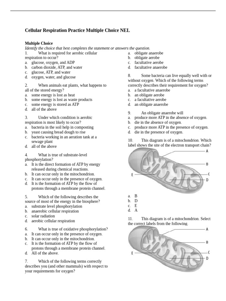 Cellular Respiration MCQ Practice Test | PDF | Glycolysis | Adenosine ...