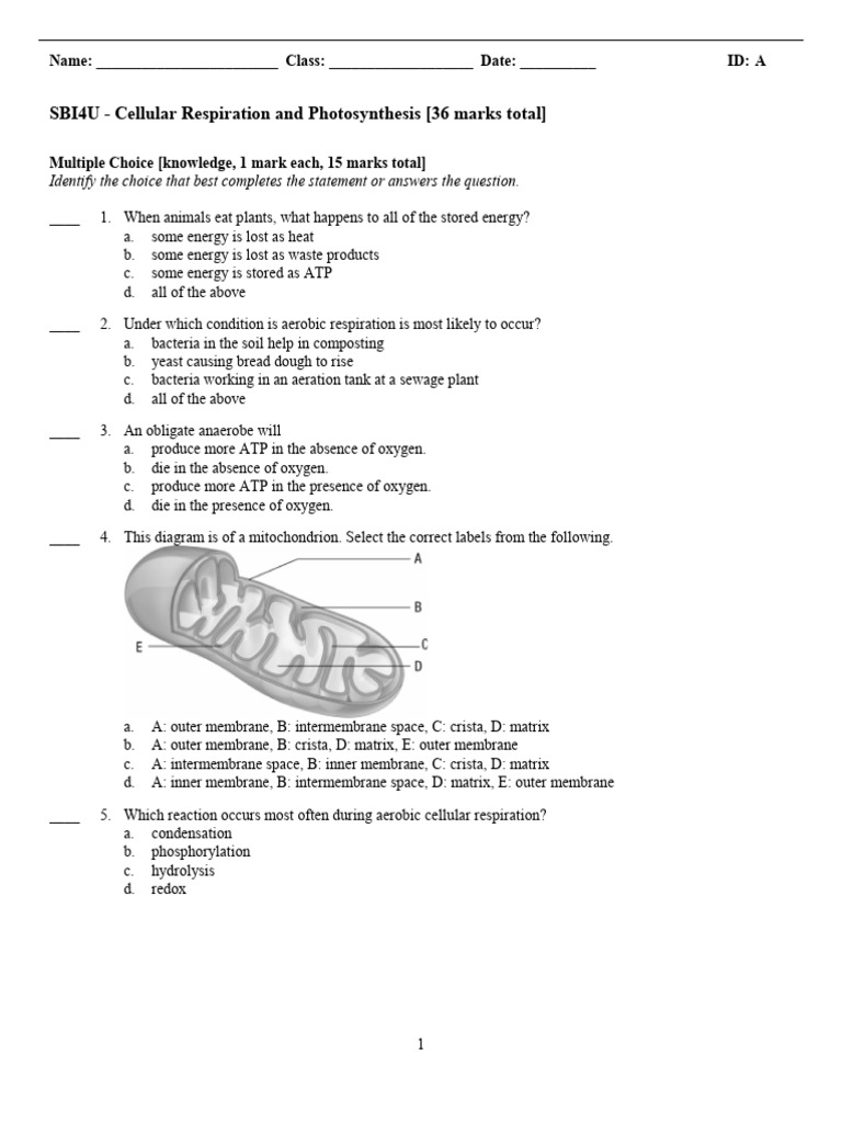 Cellular Resp Photosynthesis Test PDF | PDF | Cellular Respiration ...