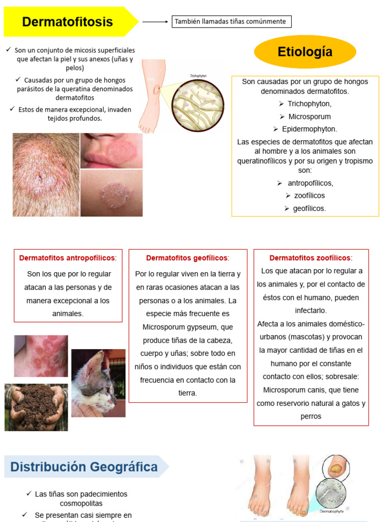Dermatofitosis | PDF | Especialidades Medicas | Piel