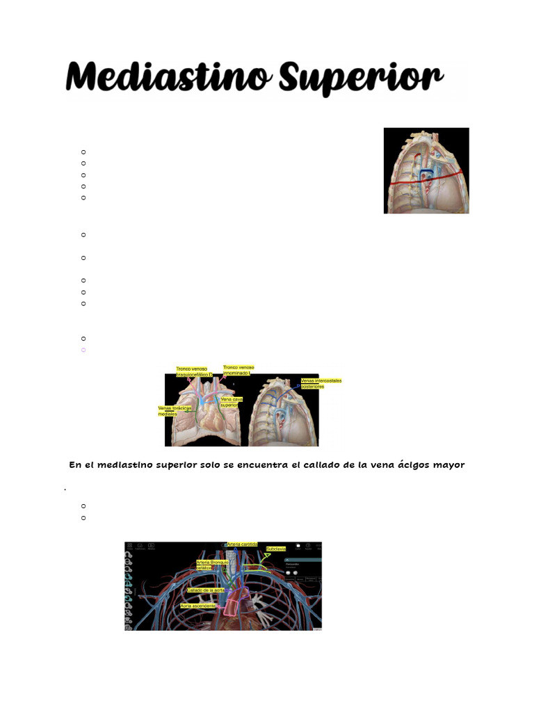 O o o o O: en El Mediastino Superior Solo Se Encuentra El Callado de La ...