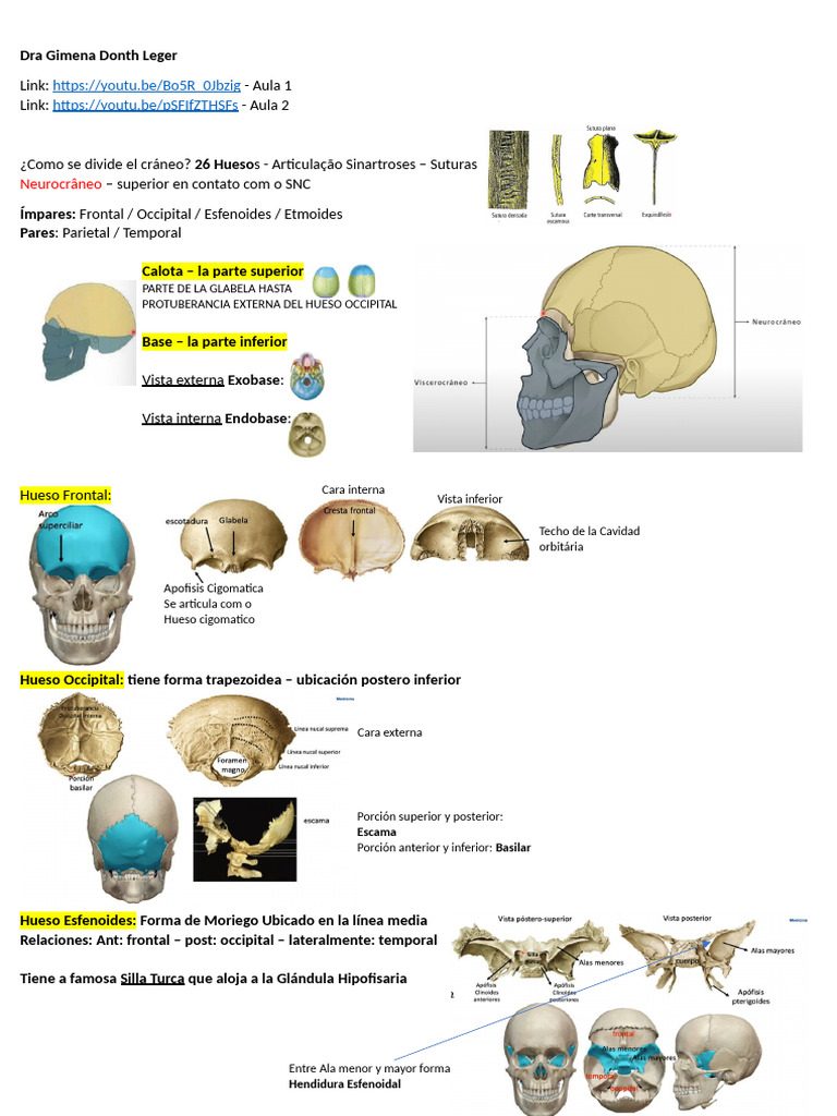 Aula 1 - Cabeza Ósea | PDF | Sistema musculoesquelético | Cabeza y ...