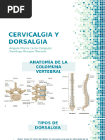 Compresion Radicular. | PDF | La columna vertebral | Sistema ...