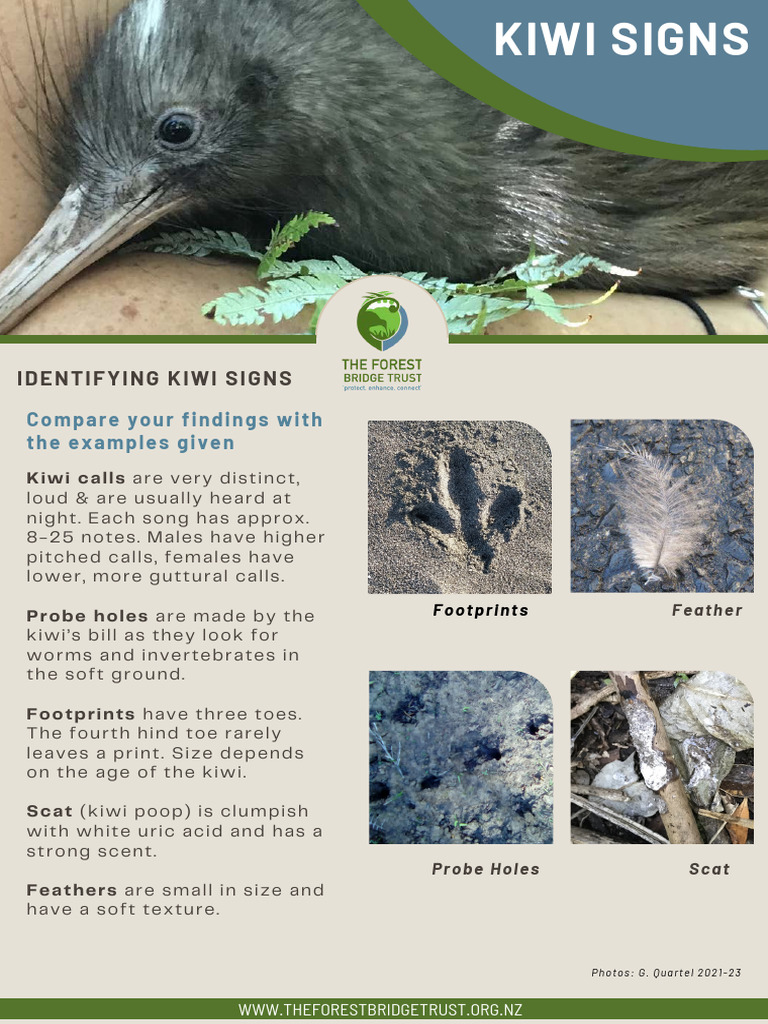Kiwi Identification Guide | PDF